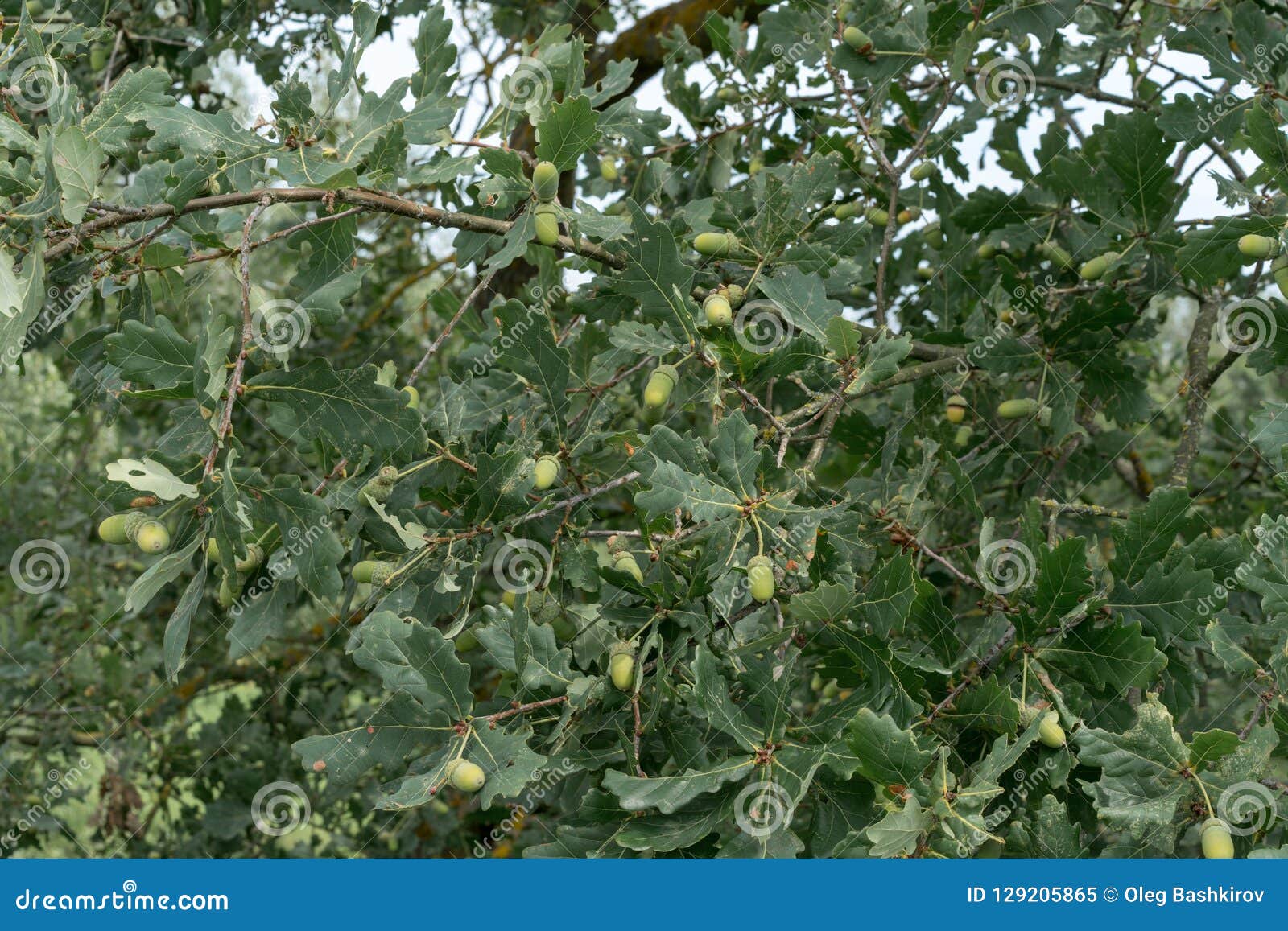 Arcons on the oak twigs. stock image. Image of flat - 129205865