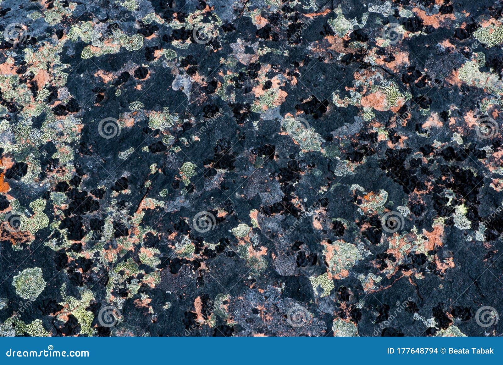 Arctic Background, Different Colors of Moss Stock Photo - Image of ...