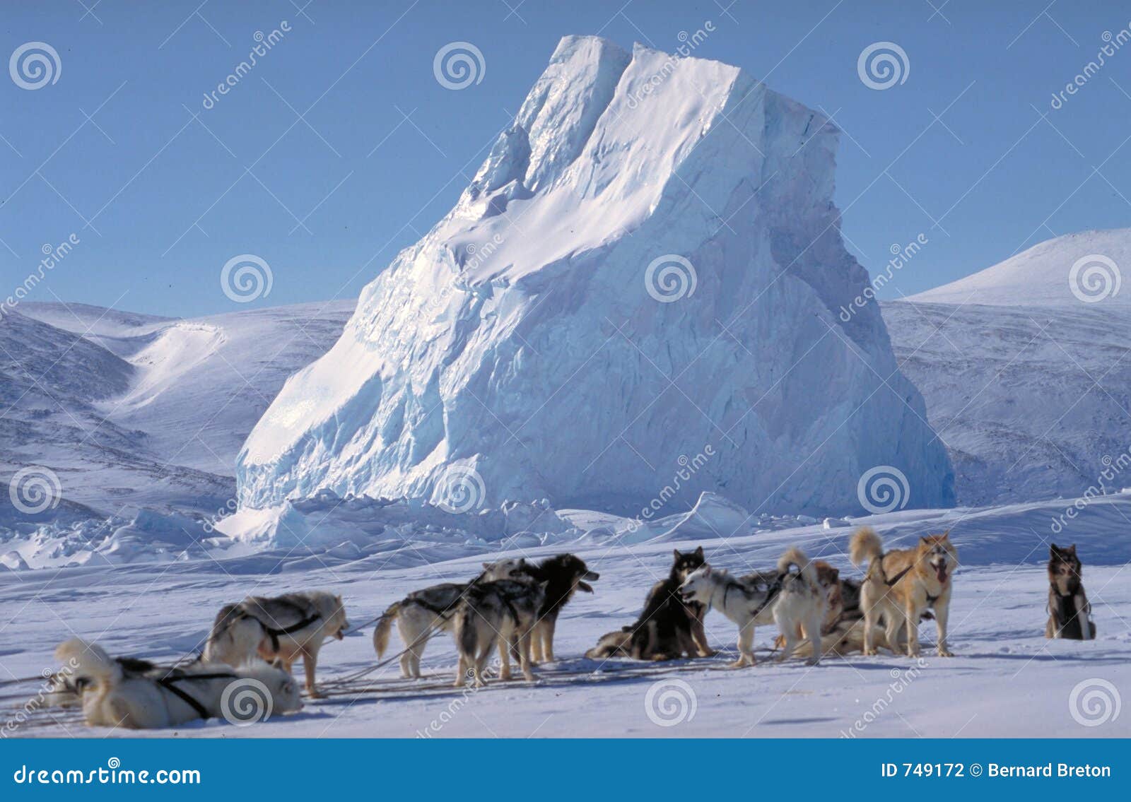 Baffin Island Wolf