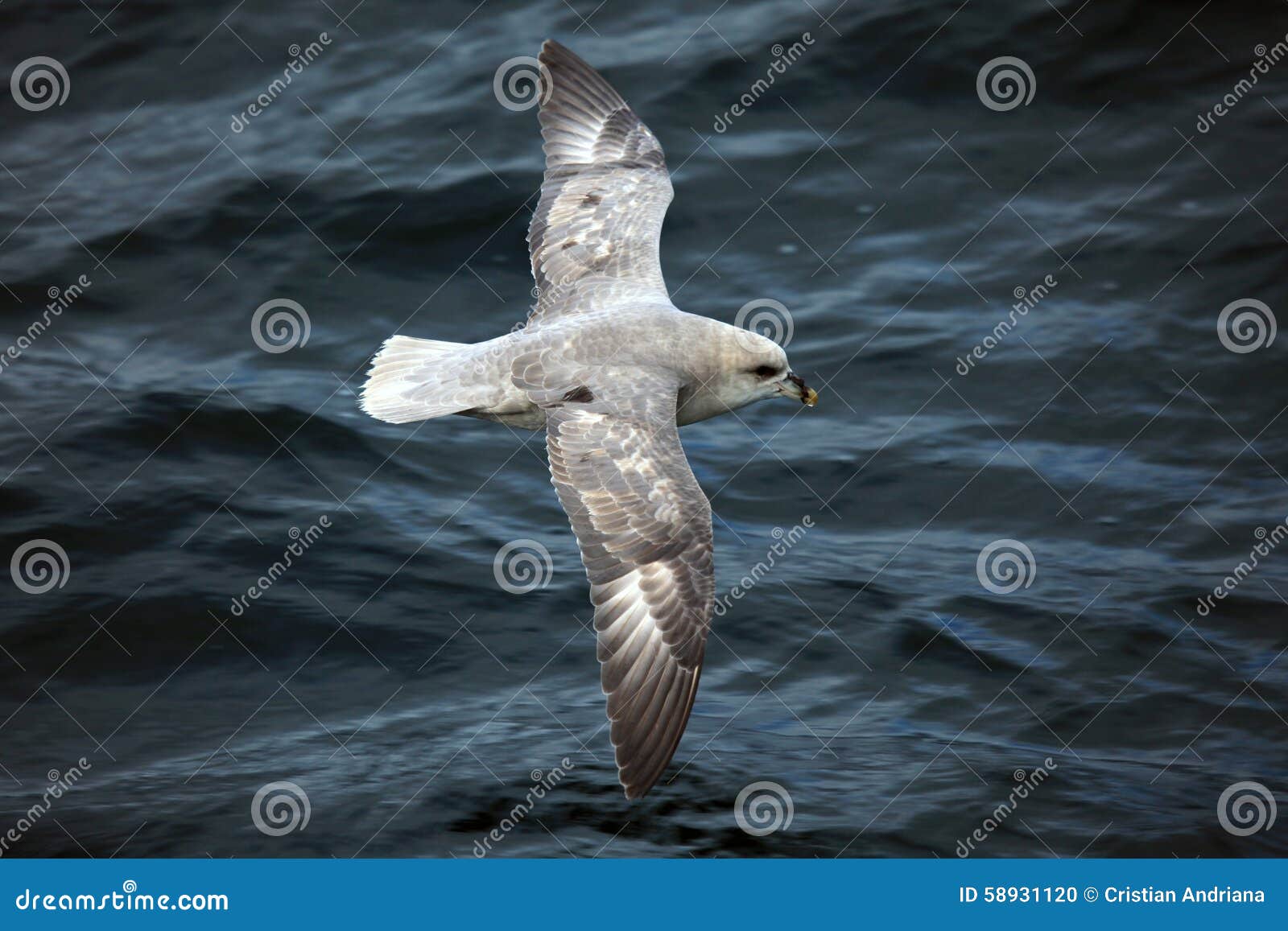 Arctic Bird in Flight, Svalbard Stock Photo - Image of isolated, norway ...
