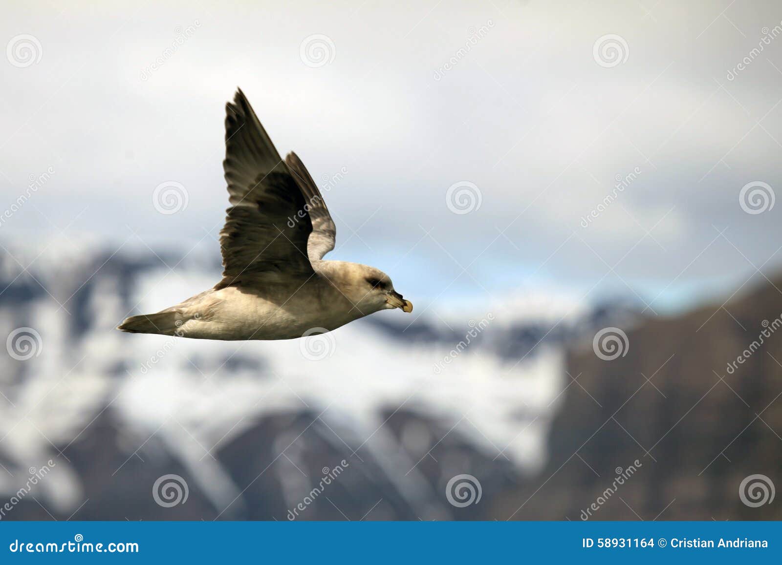 Arctic Bird in Flight, Svalbard Stock Photo - Image of cute, nordic ...