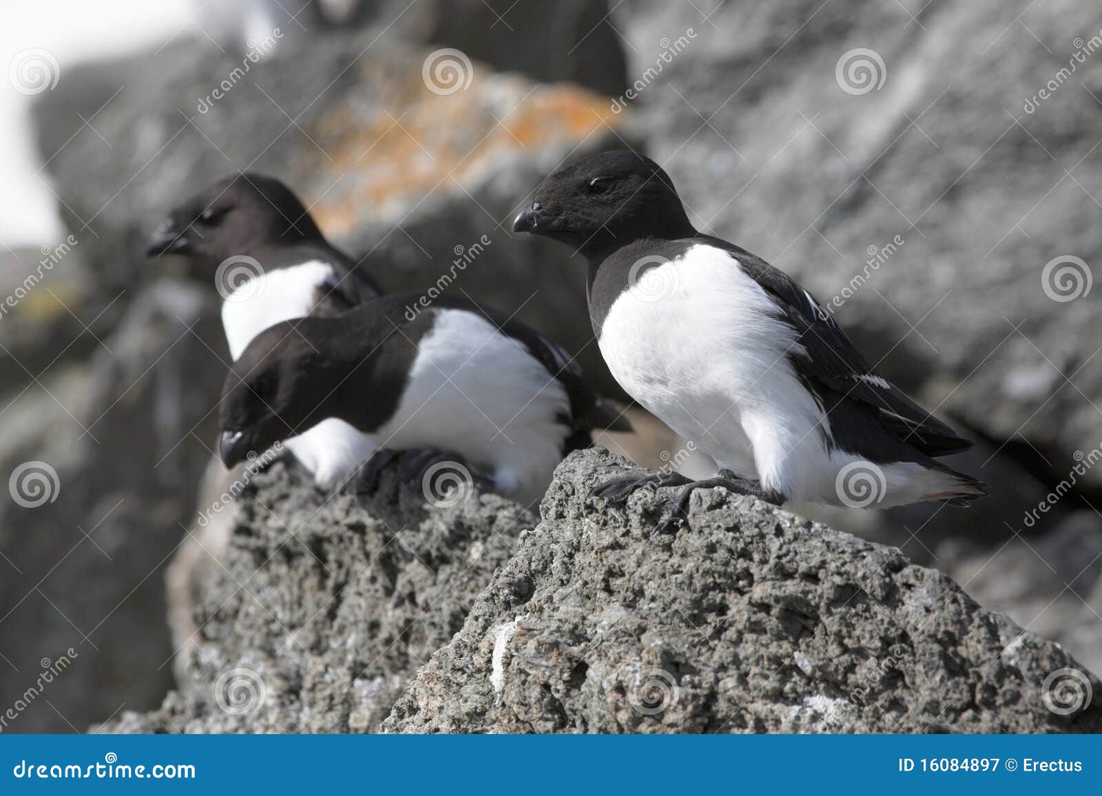 Arctic birds (Little auk) stock image. Image of global - 16084897