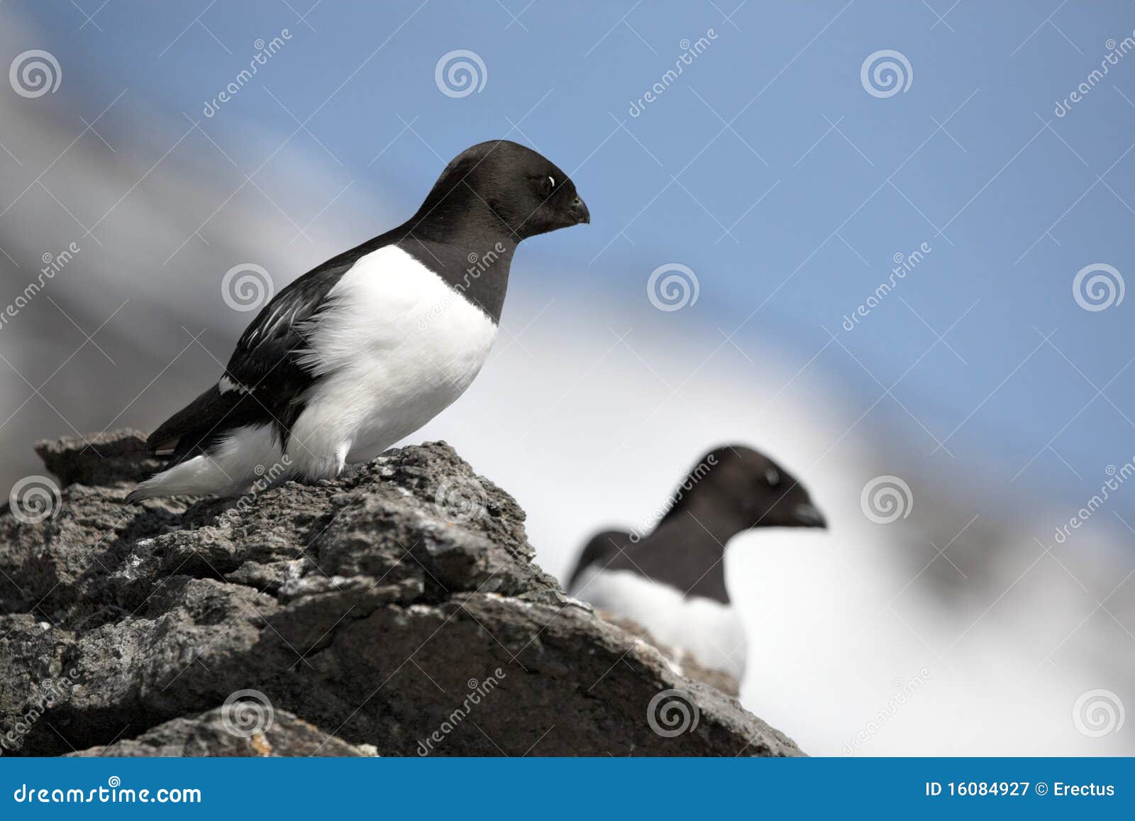 Arctic birds (Little auk) stock image. Image of warning - 16084927