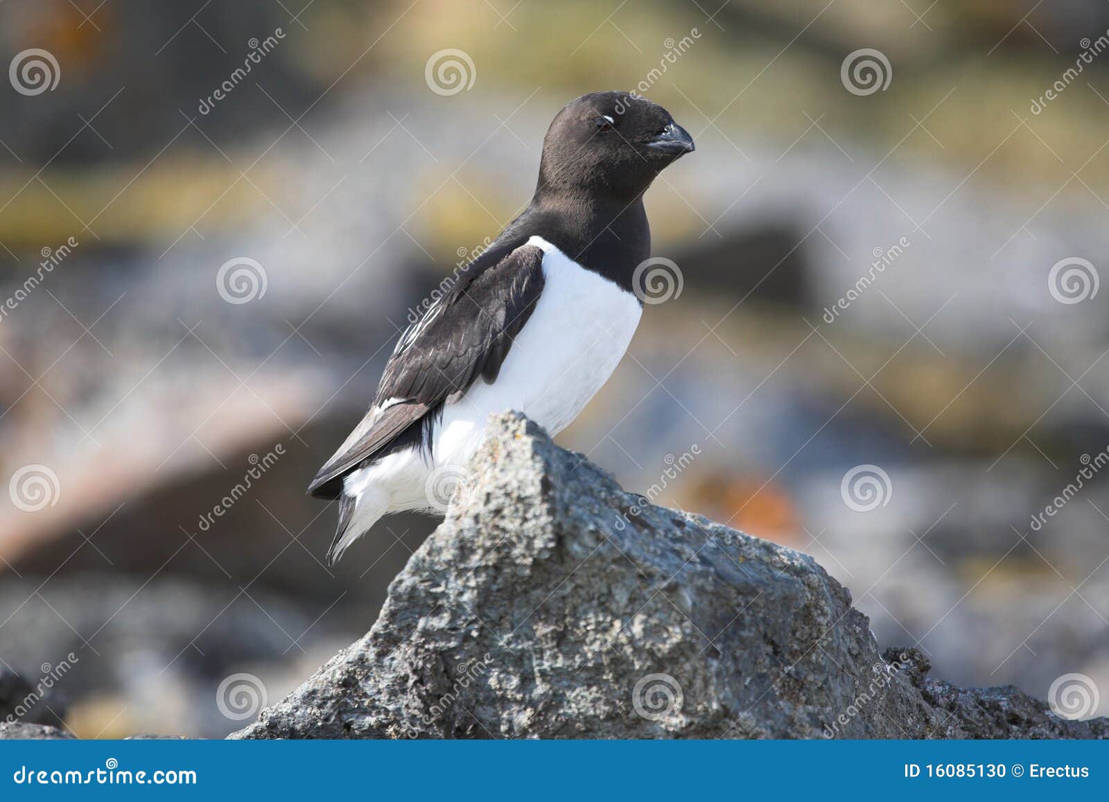 Arctic birds (Little auk) stock photo. Image of ocean - 16085130
