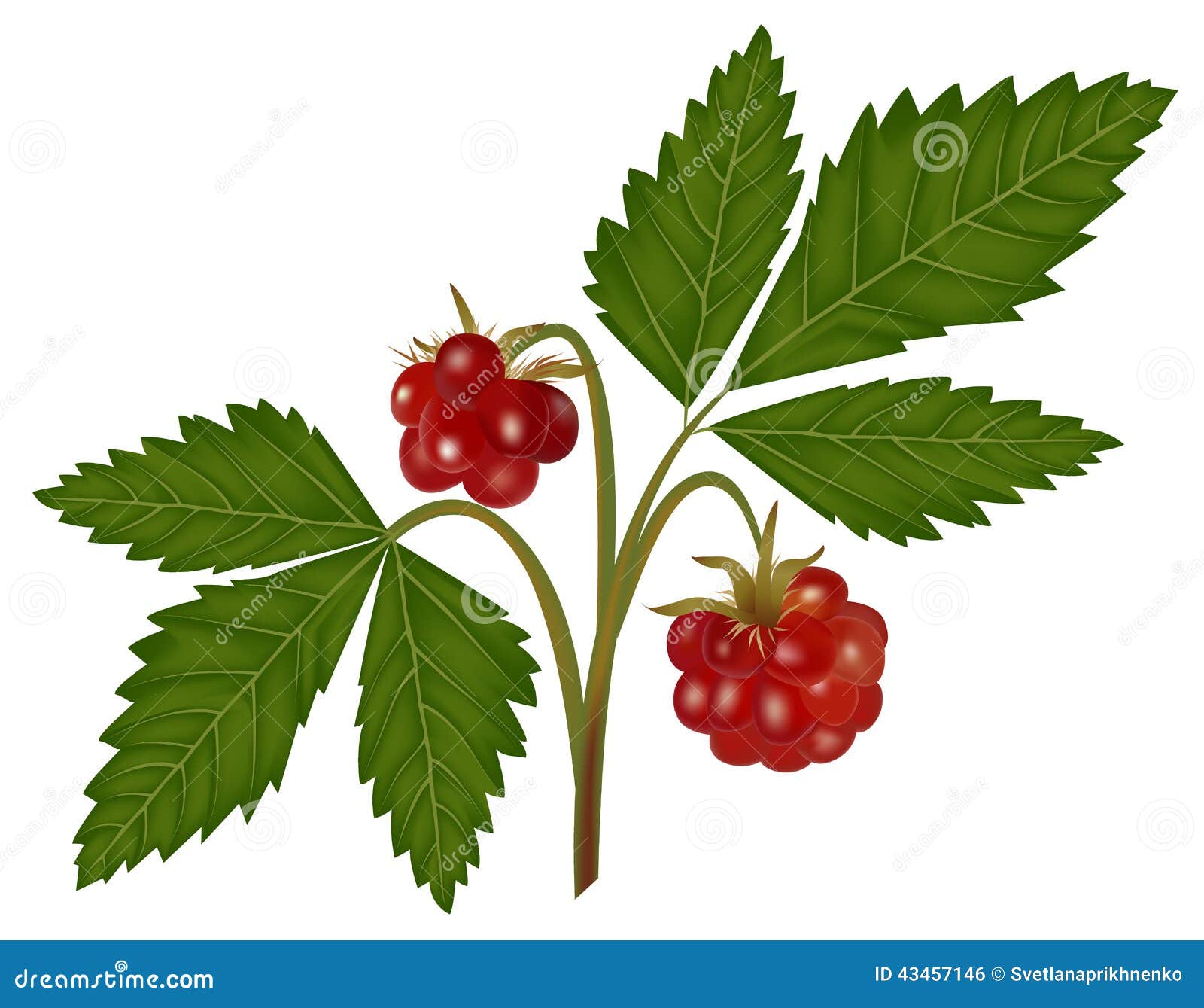 Arctic bramble stock vector. Illustration of natural - 43457146