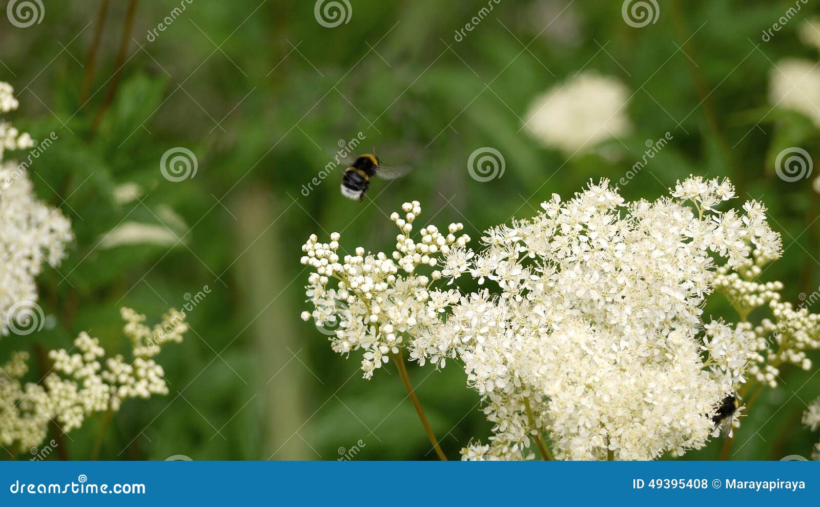 Arctic bumblebee. stock photo. Image of sweden, grass - 49395408