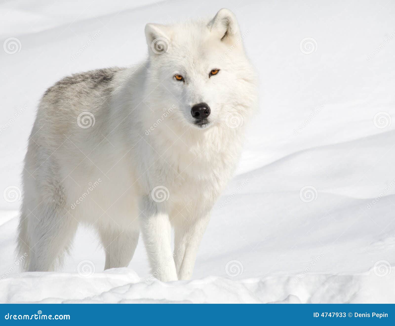 Arctic Camera Looking Snow Wolf Стоковое Изображение - изображение ...