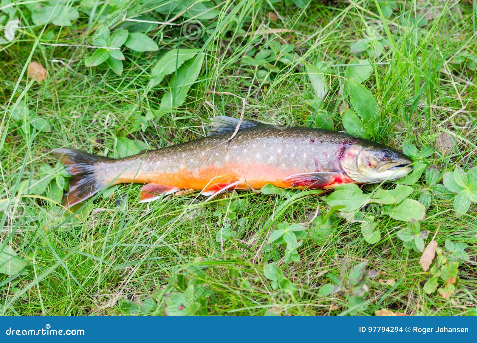 Arctic Char Swimming In Alaska Lake Royalty-Free Stock Image ...
