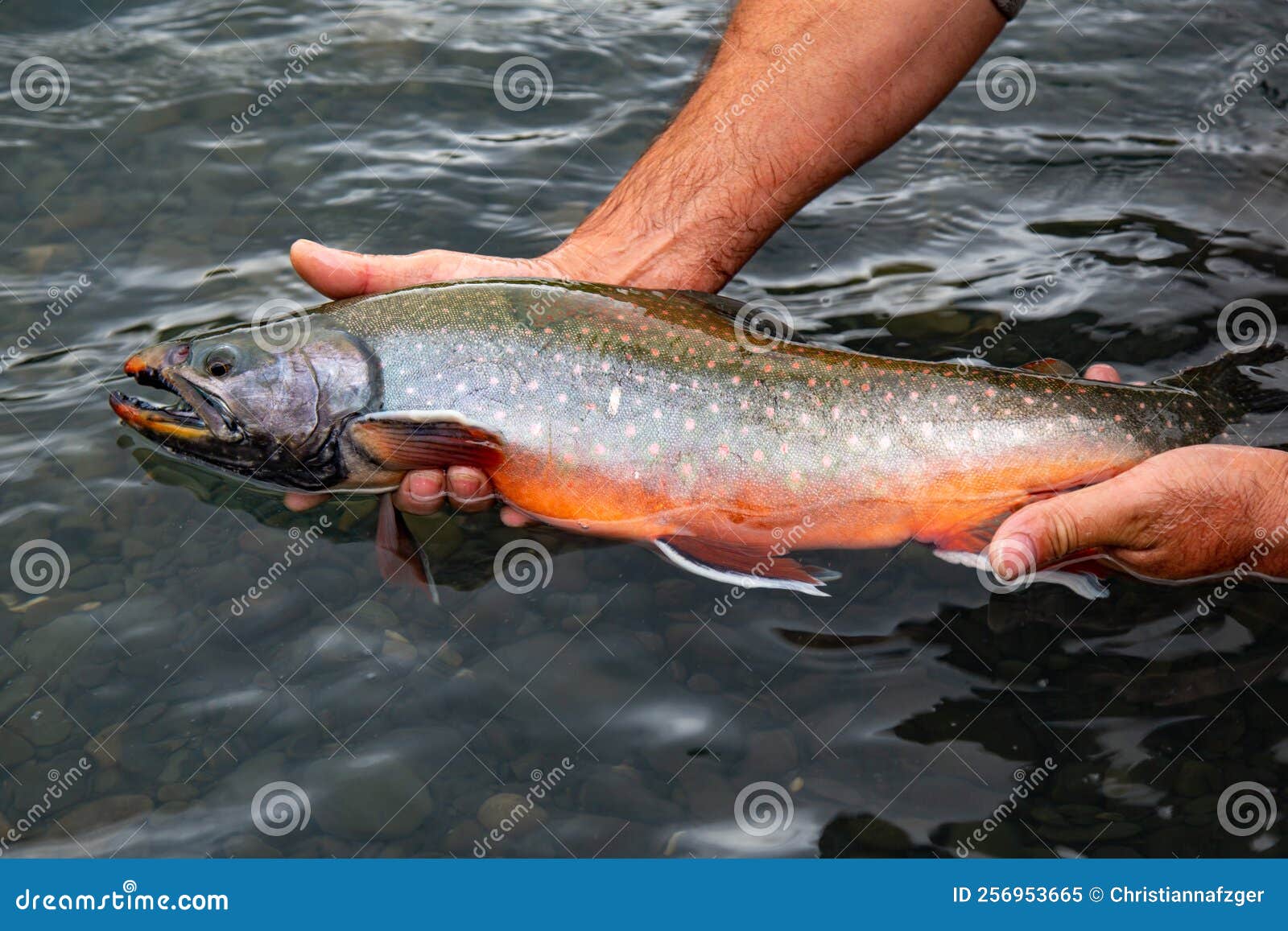 Arctic Char Caught and Released in Alaska Stock Image - Image of arctic ...