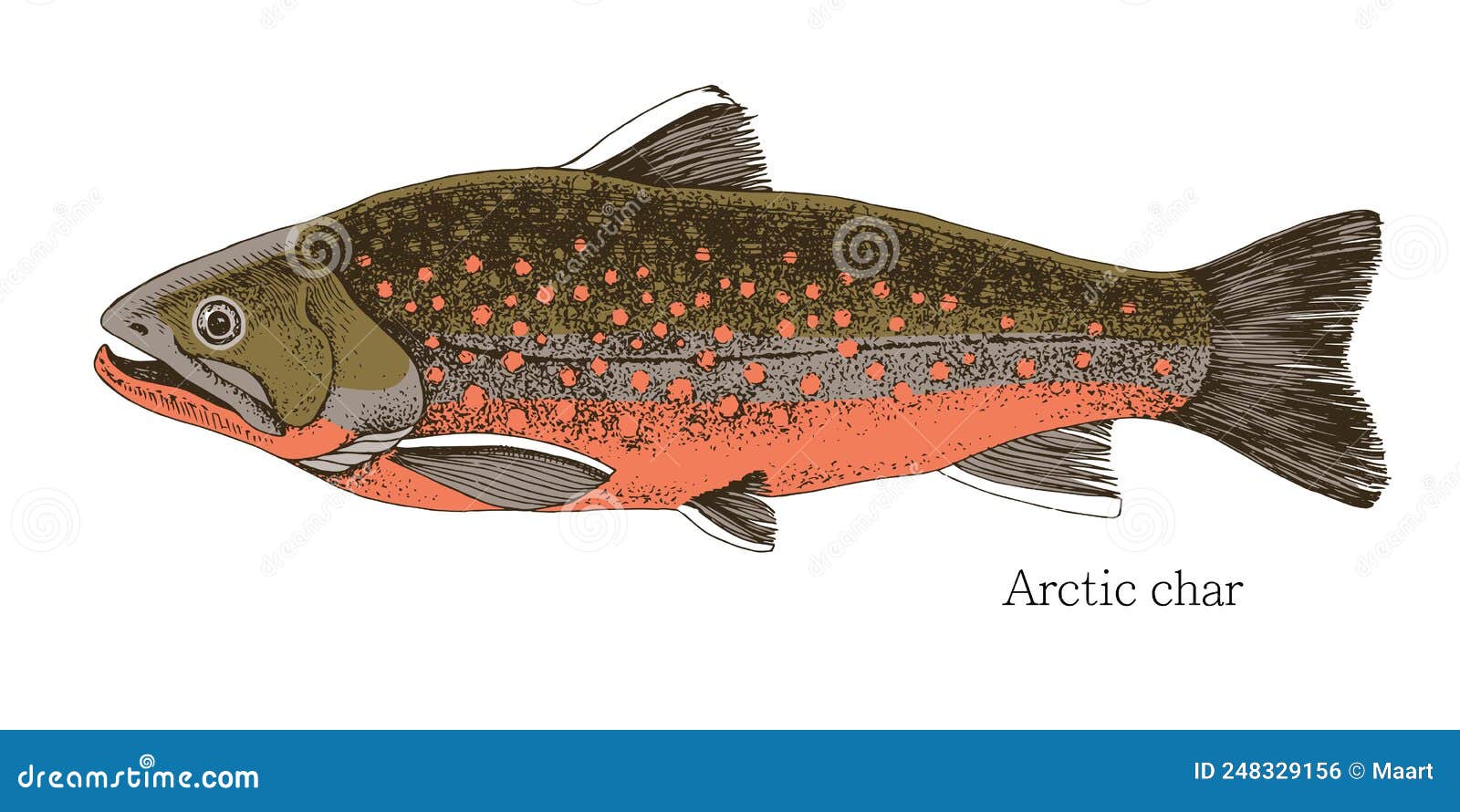 Arctic Char Hand Drawing Vintage Engraving Illustration Cartoon Vector ...