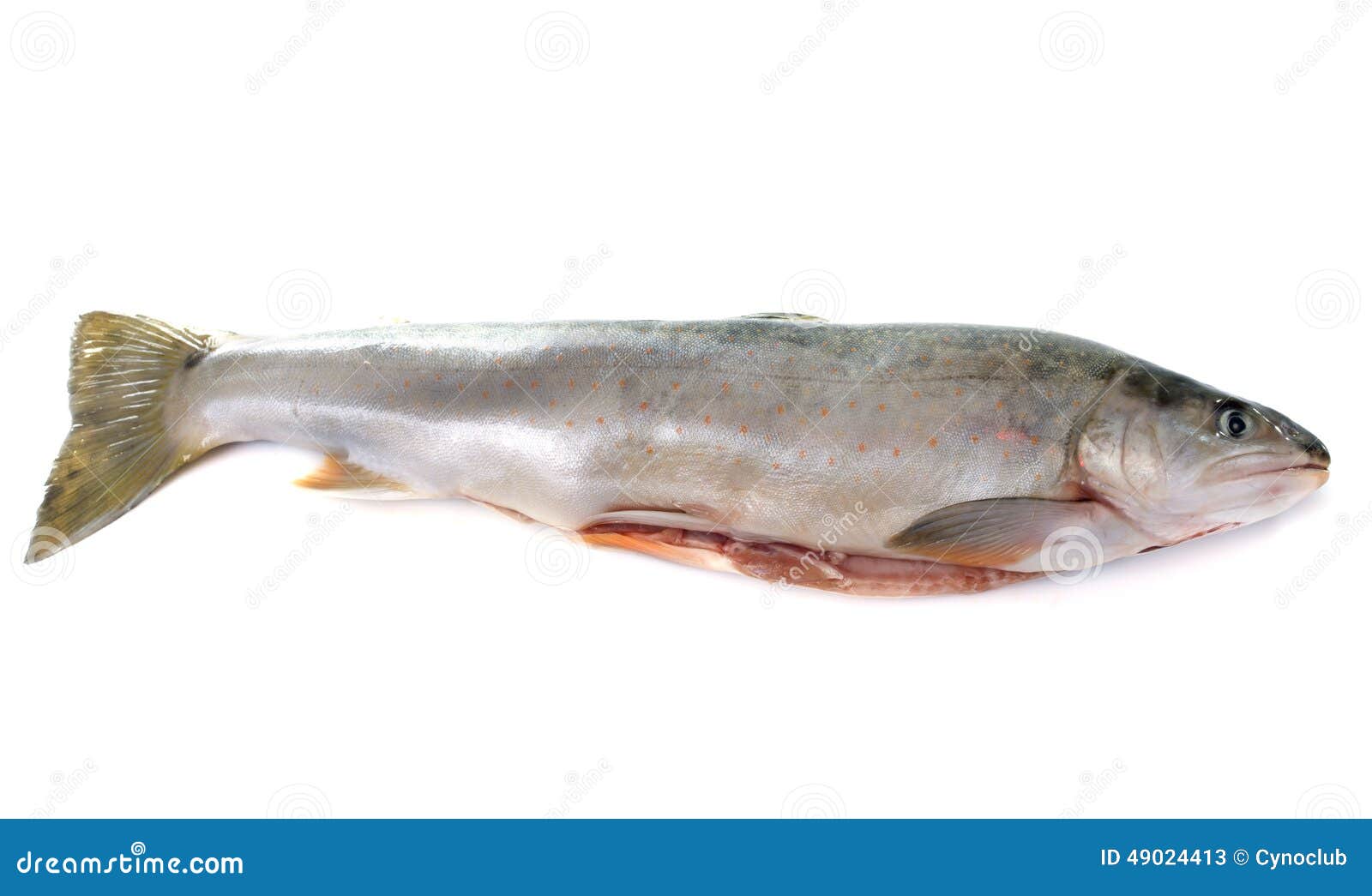 Arctic Char Swimming In Alaska Lake Royalty-Free Stock Image ...