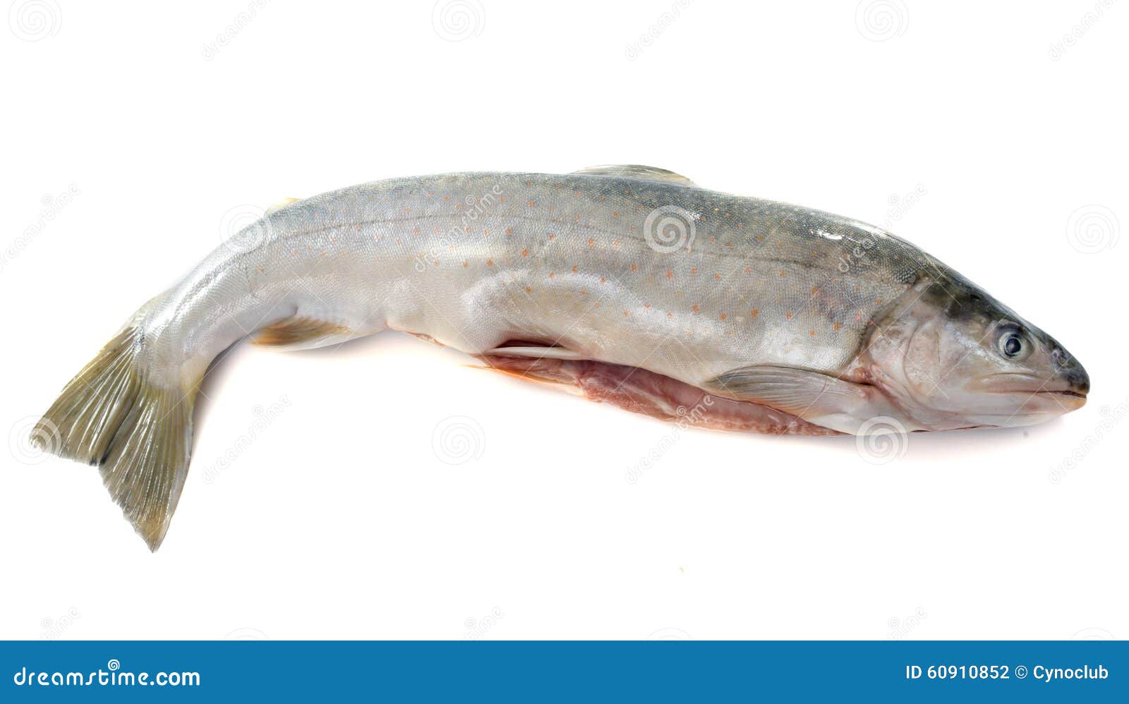Arctic char stock photo. Image of salvelinus, arctic - 60910852