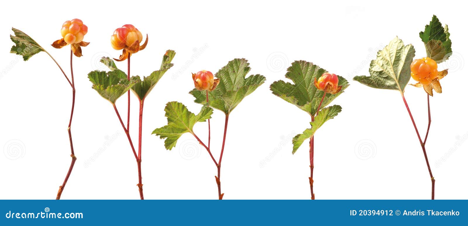 Arctic cloudberry stock photo. Image of freshness, berry - 20394912