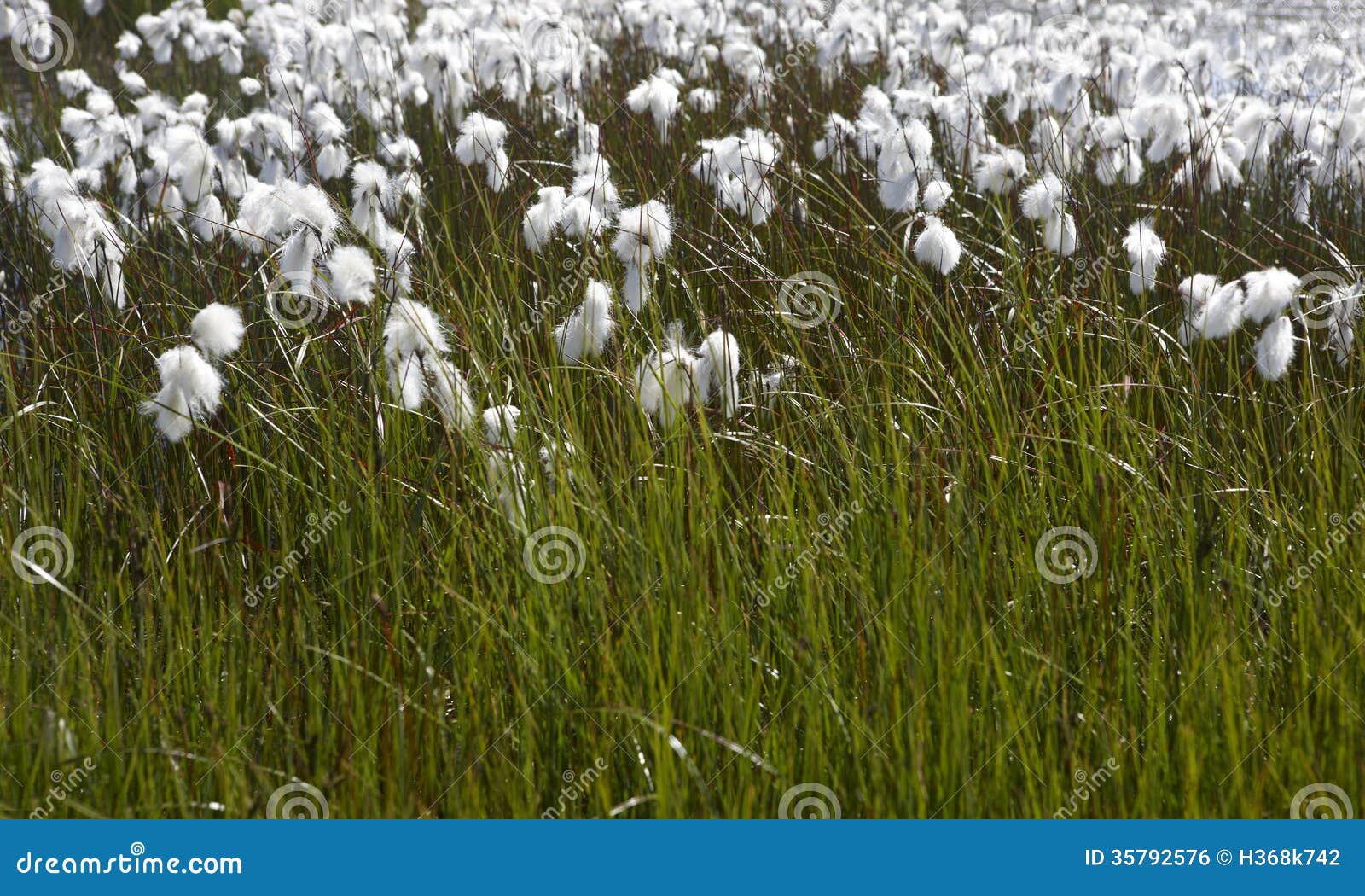 Arctic Cotton-grass in Iceland. Stock Photo - Image of closeup ...