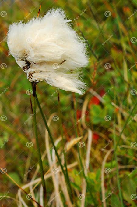 Arctic cotton tuft stock image. Image of detailed, plant - 5772179