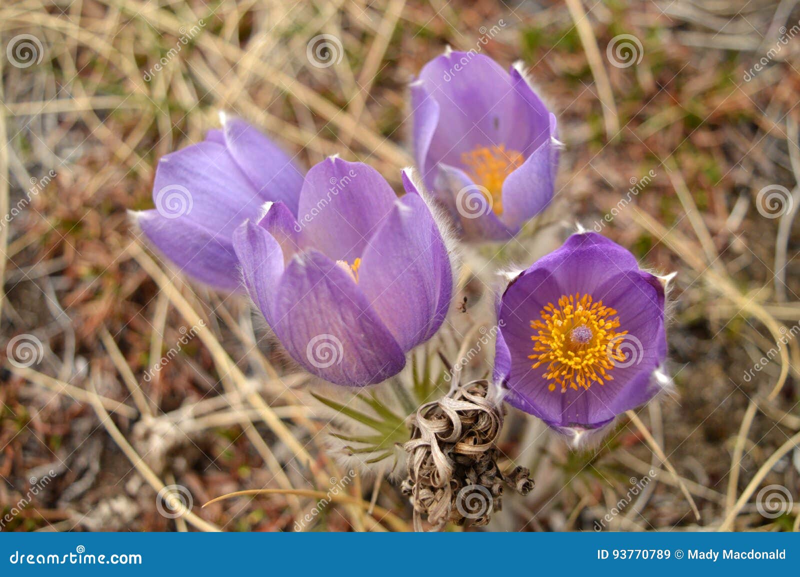 Arctic Crocus stock image. Image of northwest, canada - 93770789