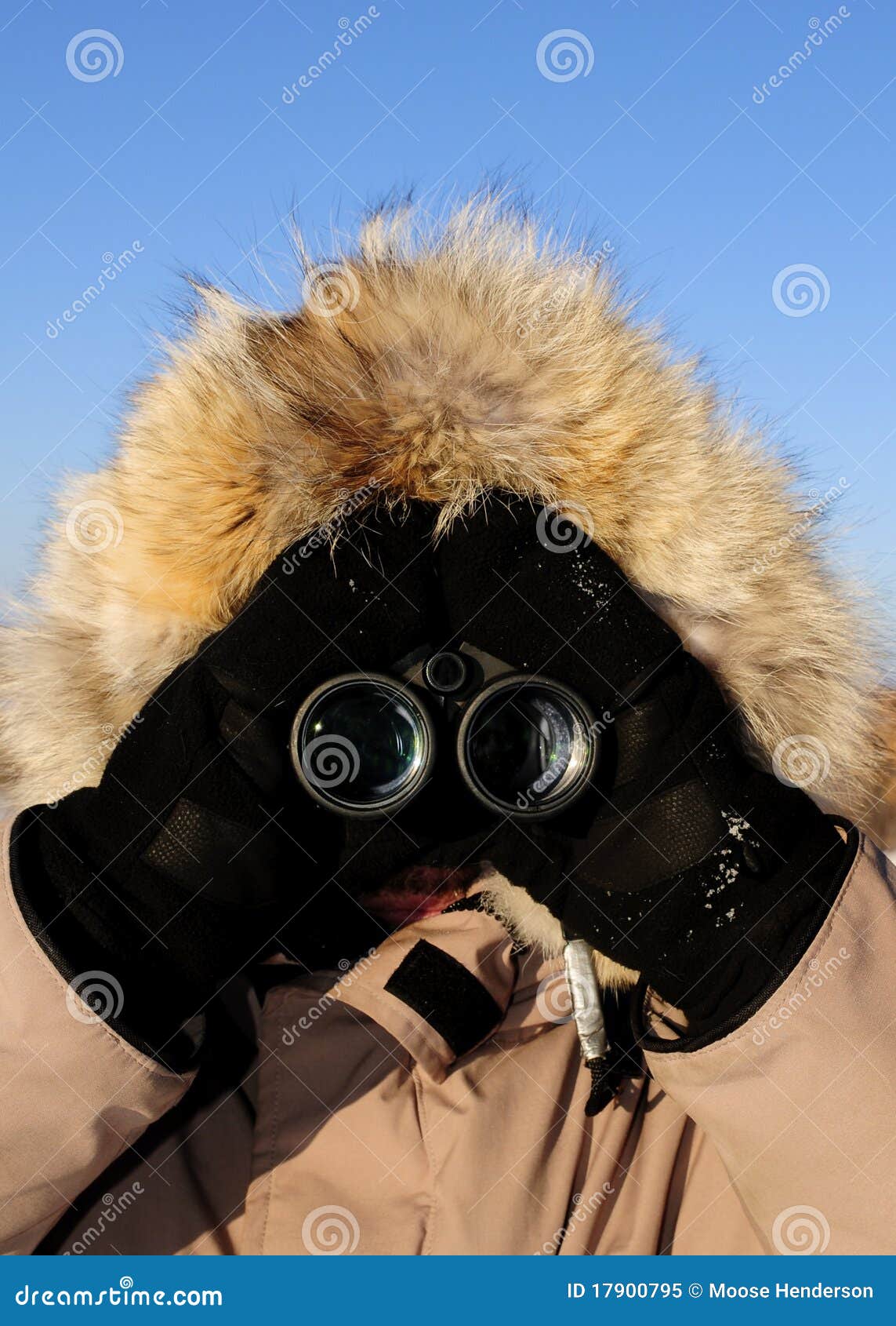Arctic Explorer with Binoculars Stock Image - Image of birdwatching ...