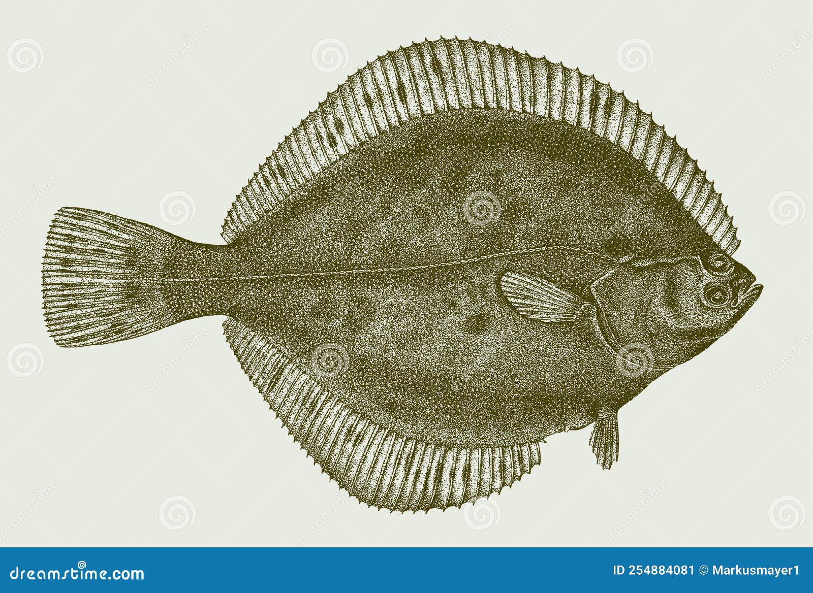 Arctic Flatfish. Black Drawing Outline Vector Image. | CartoonDealer ...