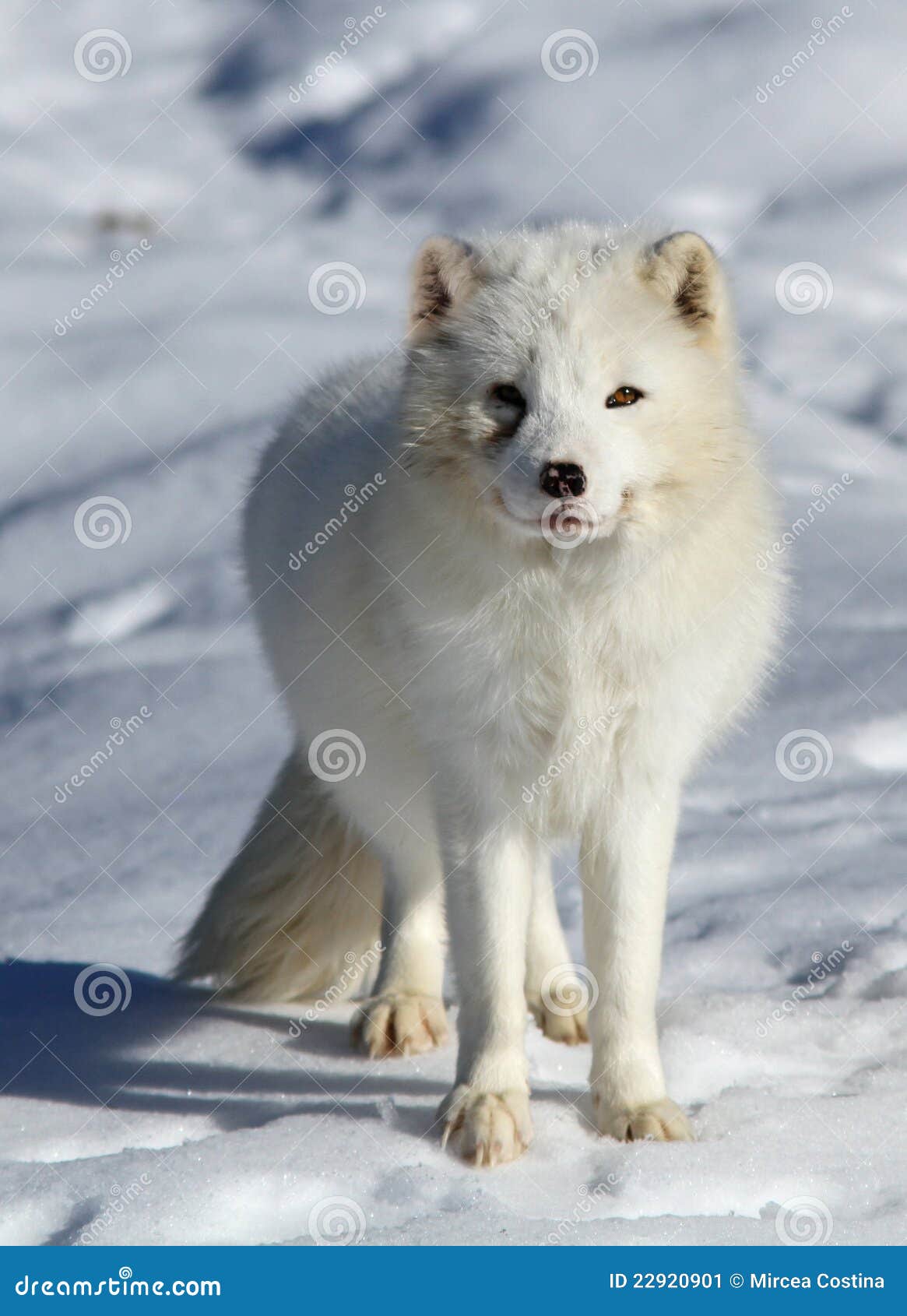 Arctic fox stock image. Image of beast, moustache, nature - 22920901