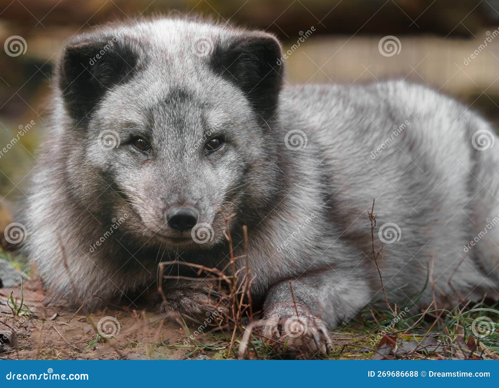 Arctic fox stock photo. Image of creature, north, carnivore - 269686688