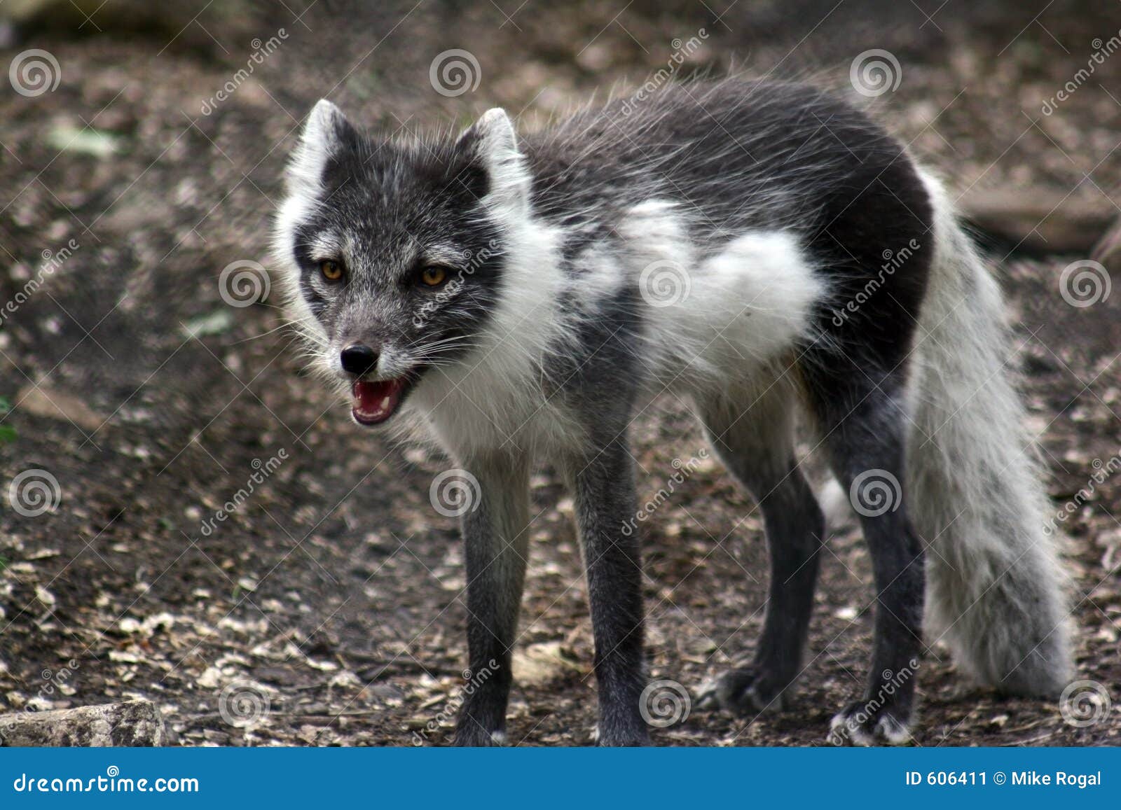 Arctic Fox stock image. Image of white, life, arctic, dark - 606411