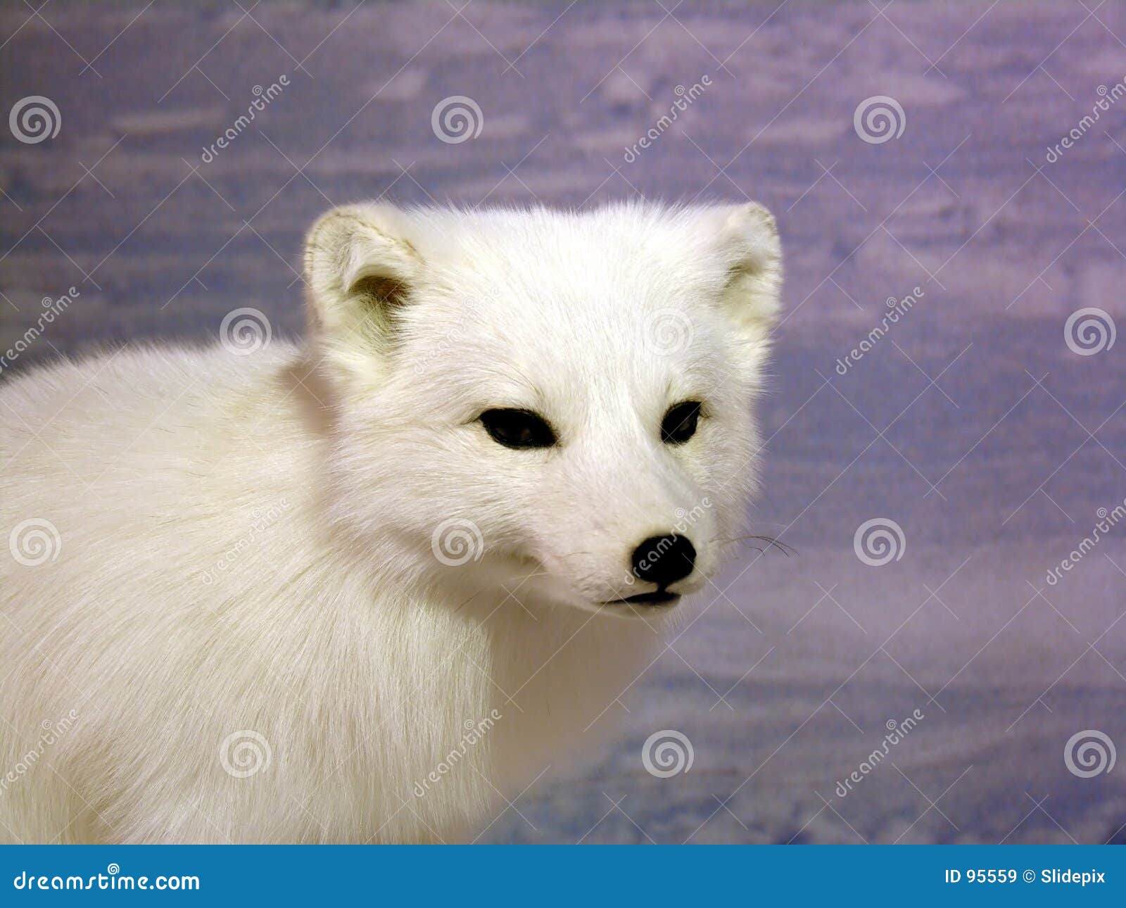 Arctic Fox stock image. Image of antarctic, animal, cold - 95559