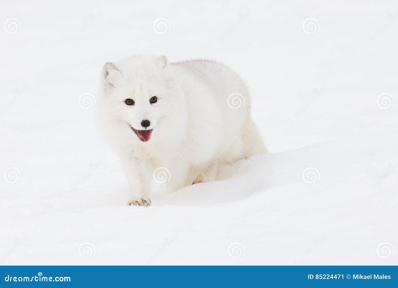 Arctic fox is all smiles stock image. Image of mammals - 85224471