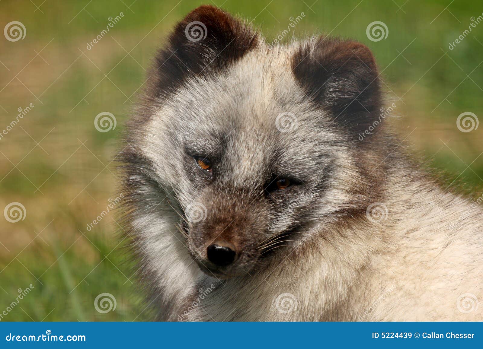 ARCTIC FOX - Alopex Lagopus Stock Image - Image of wild, alopex: 5224439