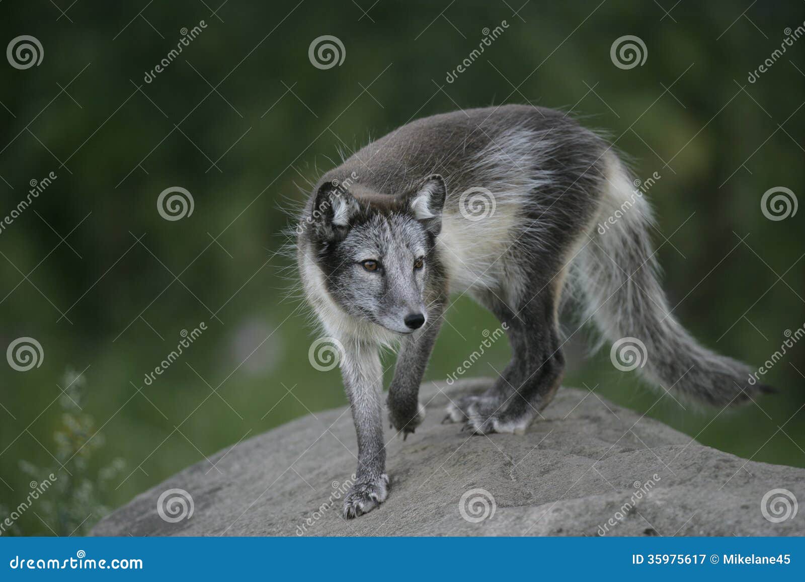 Arctic fox, Alopex lagopus stock image. Image of arctic - 35975617