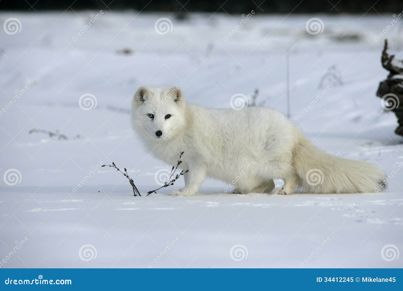 Arctic fox, Alopex lagopus stock image. Image of wild - 34412245