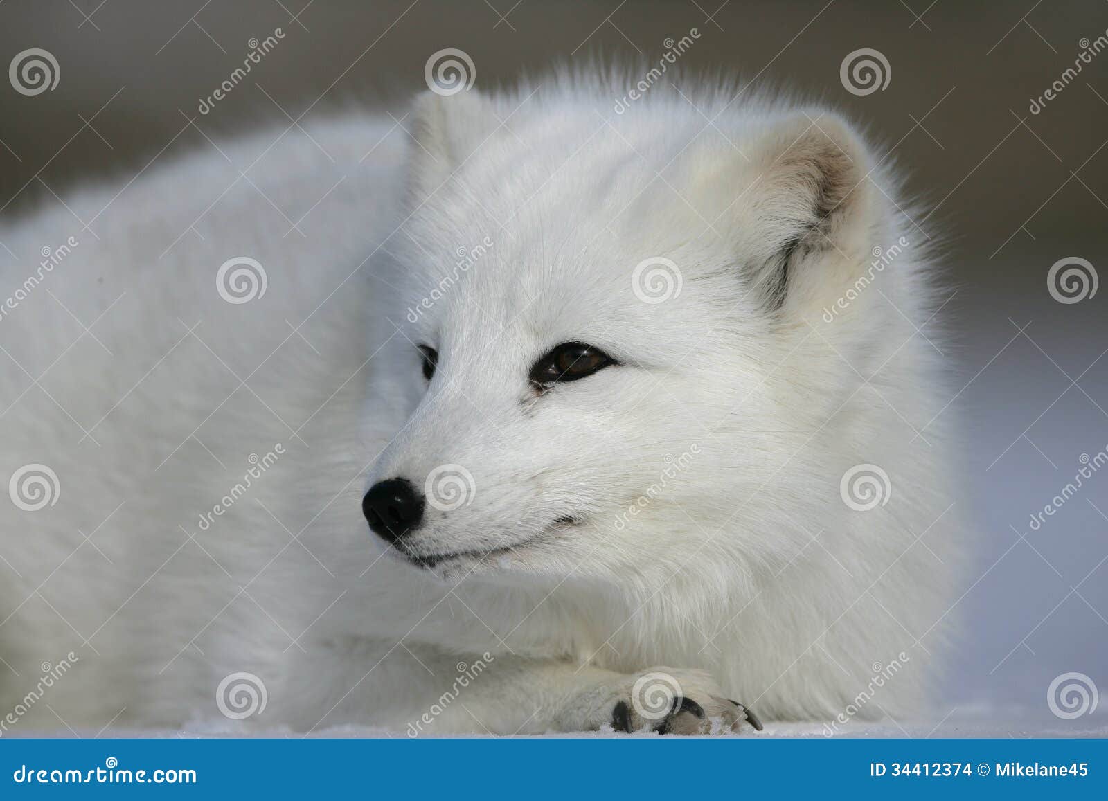 Arctic fox, Alopex lagopus stock photo. Image of lagopus - 34412374