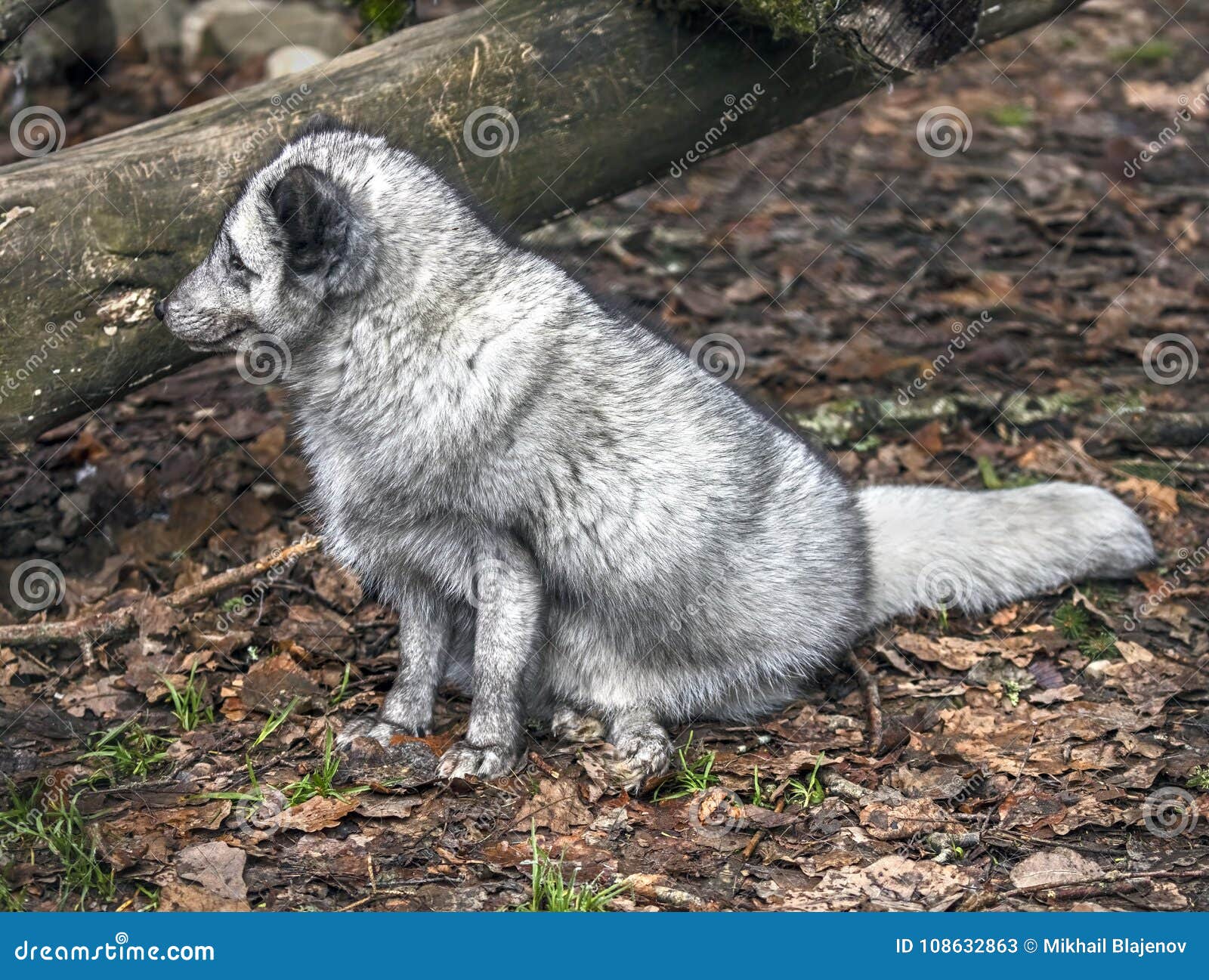 Arctic fox 4 stock image. Image of tundra, nature, jump - 108632863