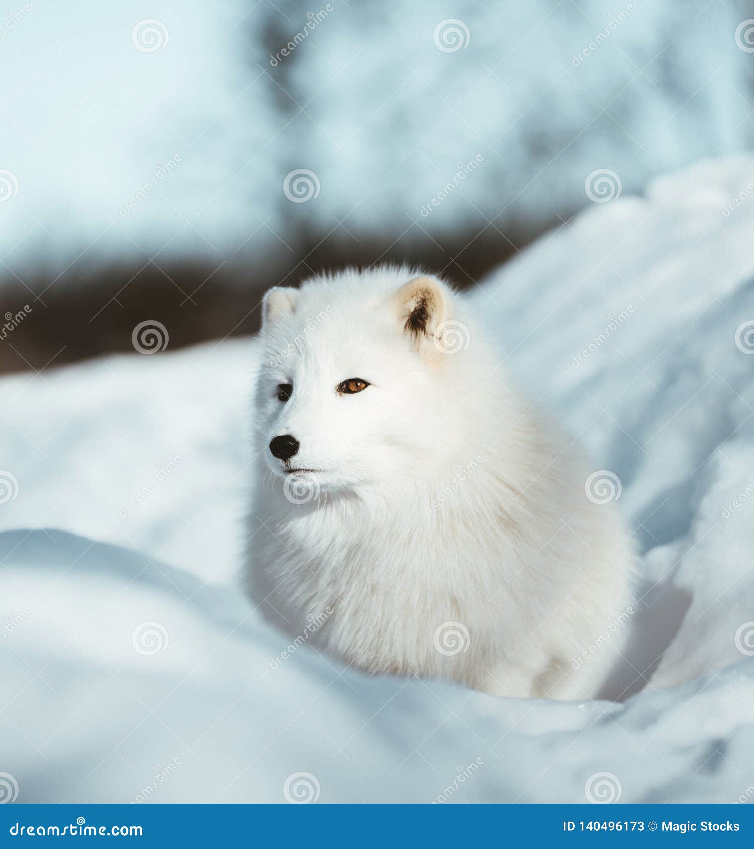 The Arctic Fox stock image. Image of rovdyr, norway - 140496173