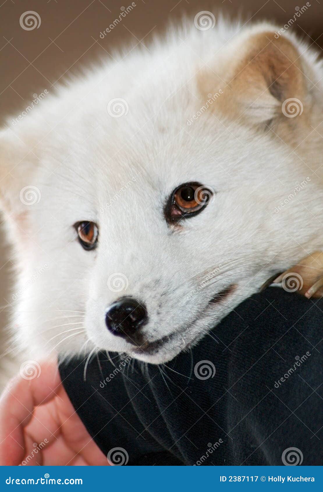 Arctic Fox in arms stock image. Image of animal, wildlife - 2387117