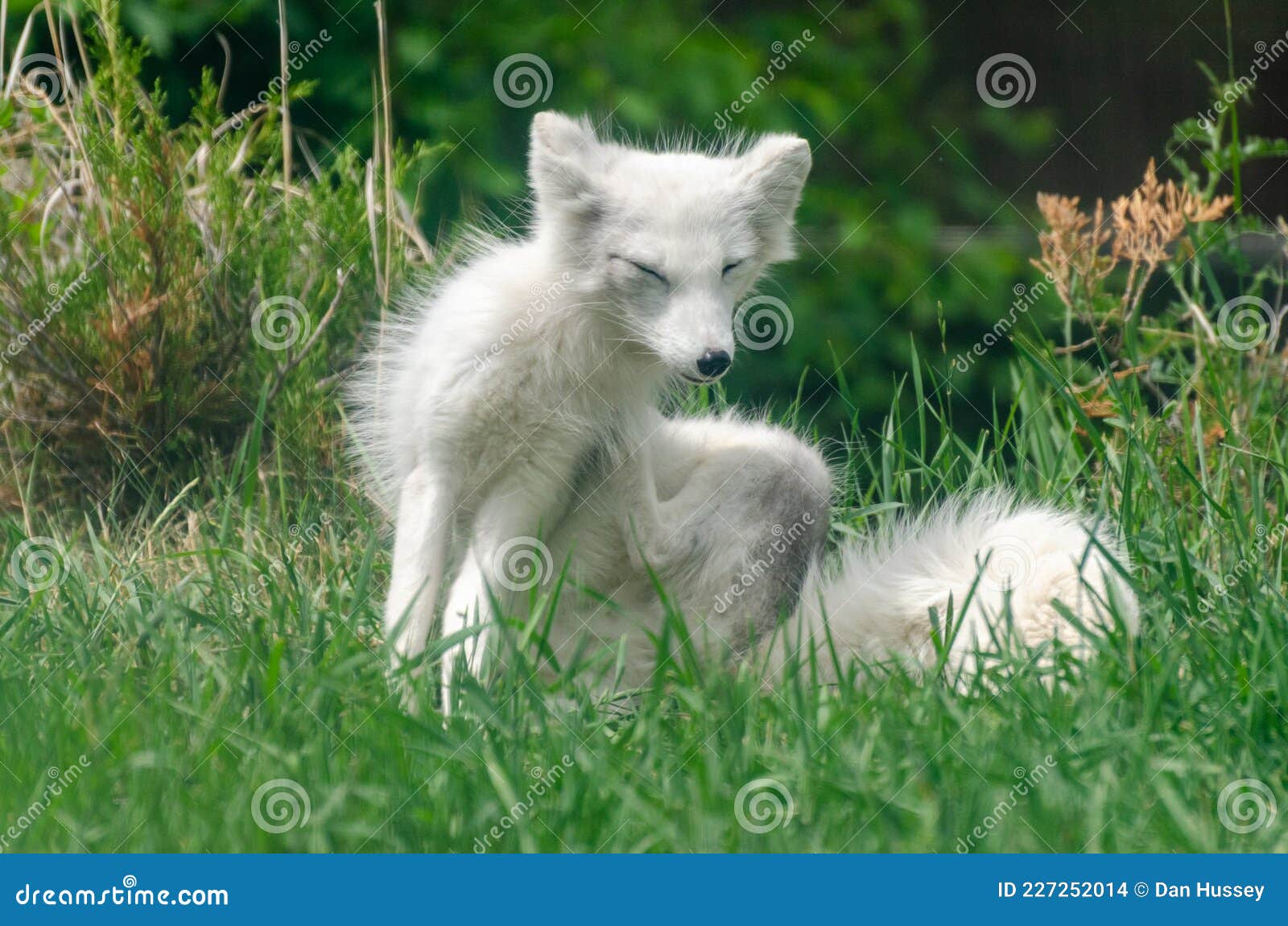 Arctic Fox at the Assiniboine Park Zoo, Winnipeg, Manitoba, Canada ...