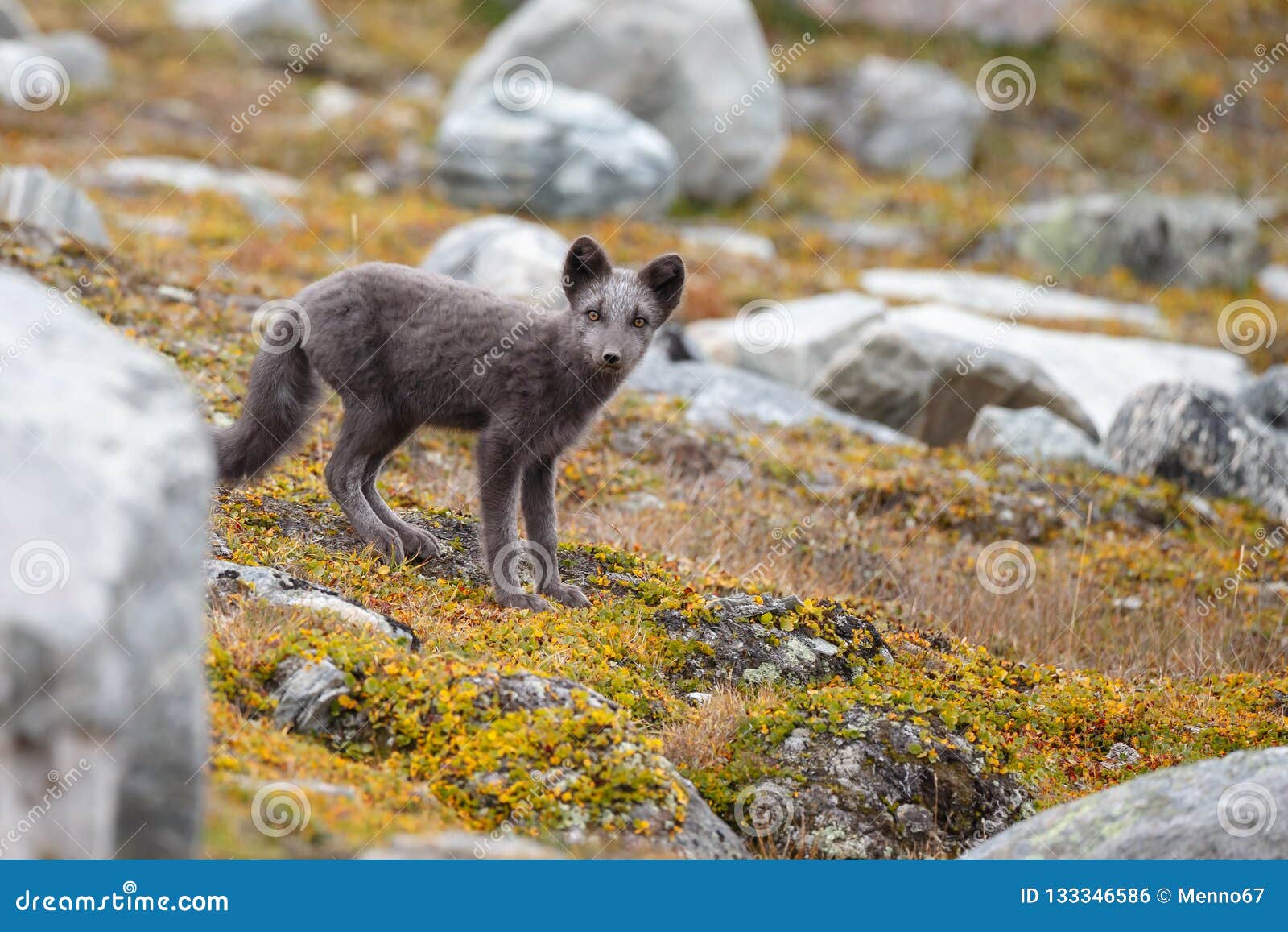 Arctic Fox in a Autumn Landscape Stock Photo - Image of nature, furry ...
