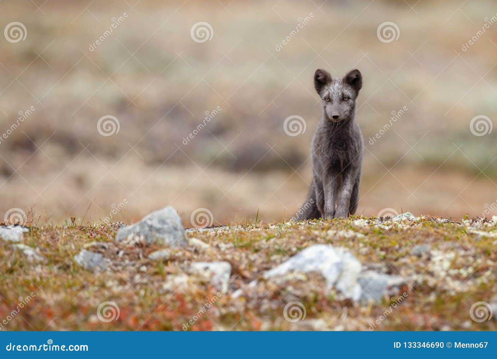 Arctic Fox in a Autumn Landscape Stock Photo - Image of brown, nature ...