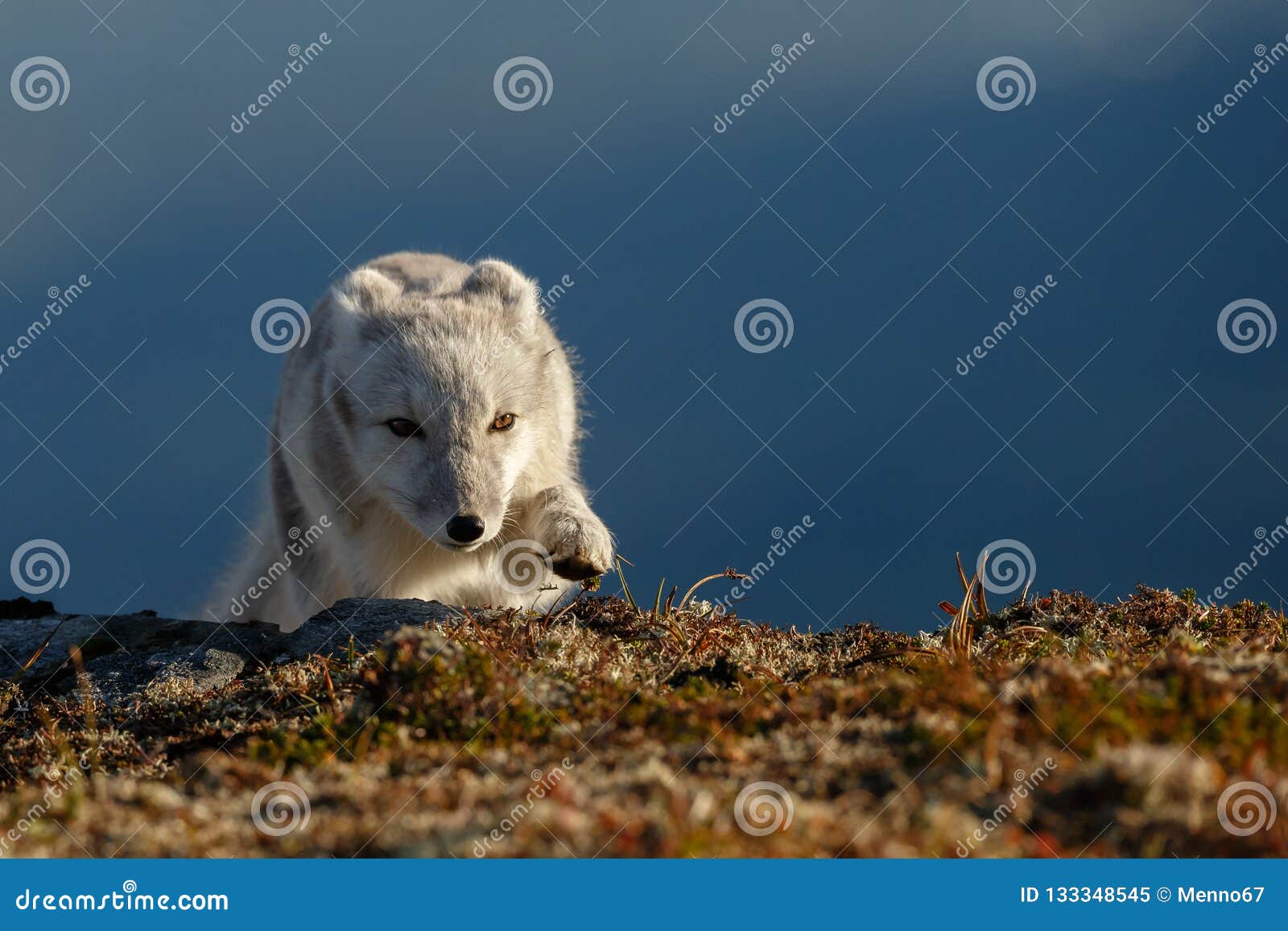 Arctic Fox in a Autumn Landscape Stock Image - Image of fauna, nature ...