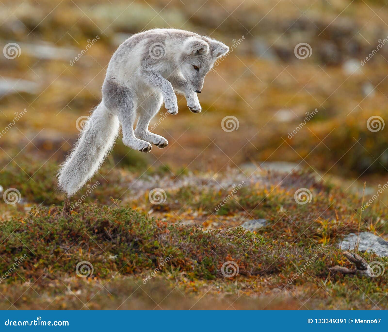 Arctic Fox in a Autumn Landscape Stock Image - Image of outdoor, baby ...