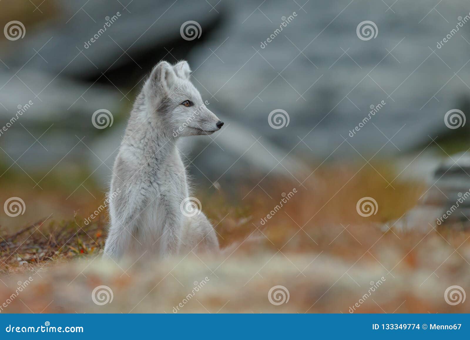Arctic Fox in a Autumn Landscape Stock Photo - Image of outdoor, fauna ...
