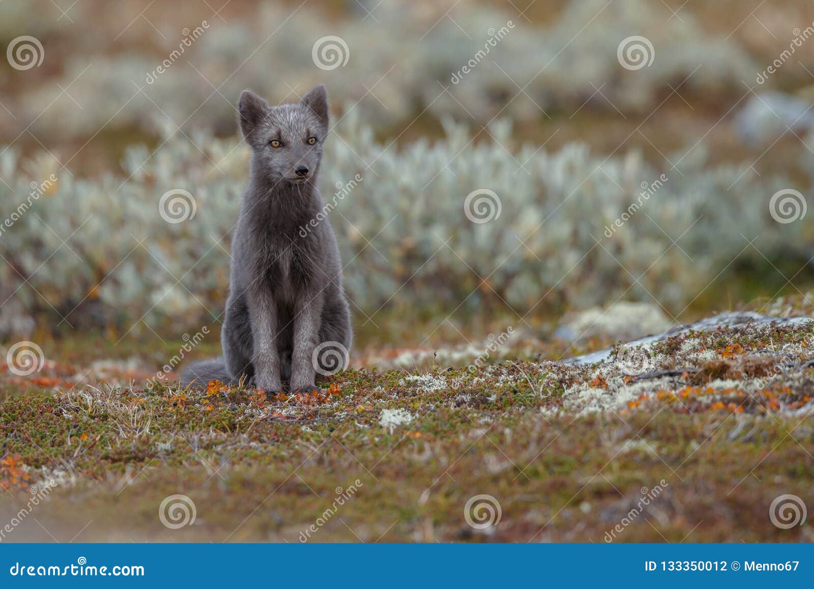 Arctic Fox in a Autumn Landscape Stock Photo - Image of meadow, baby ...