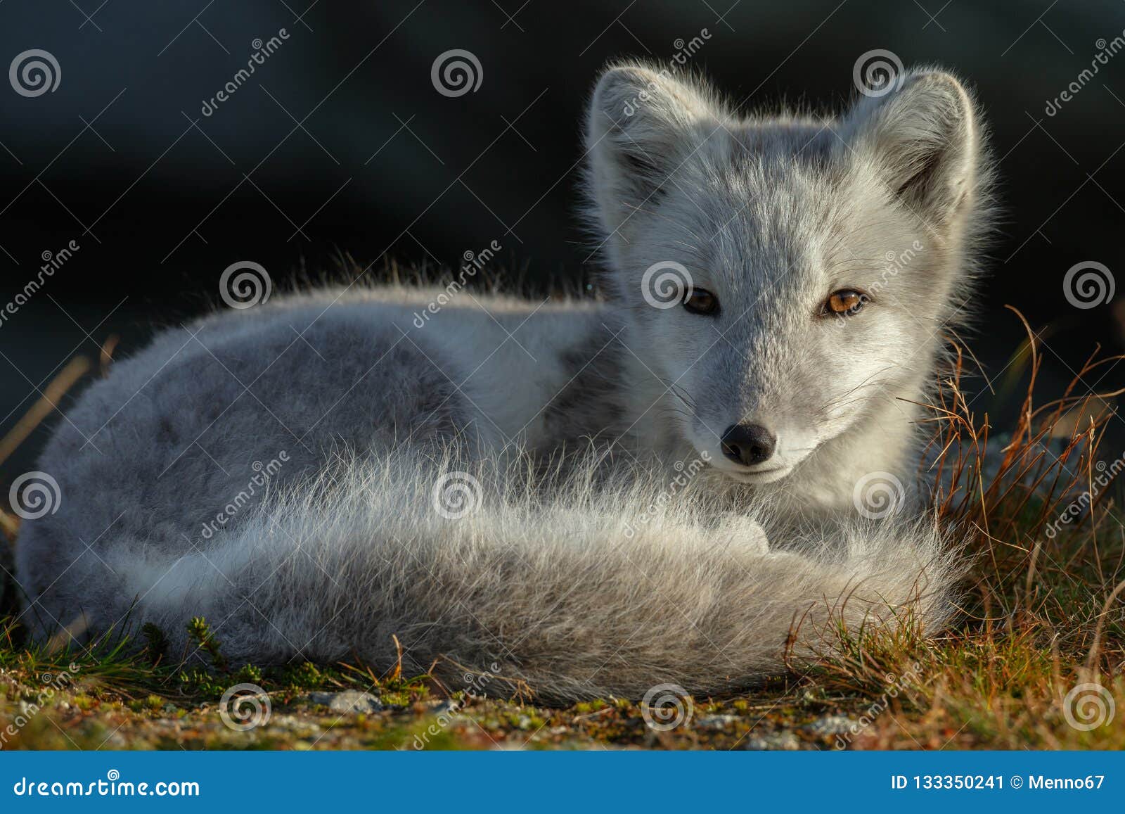 Arctic Fox in a Autumn Landscape Stock Image - Image of outdoors ...