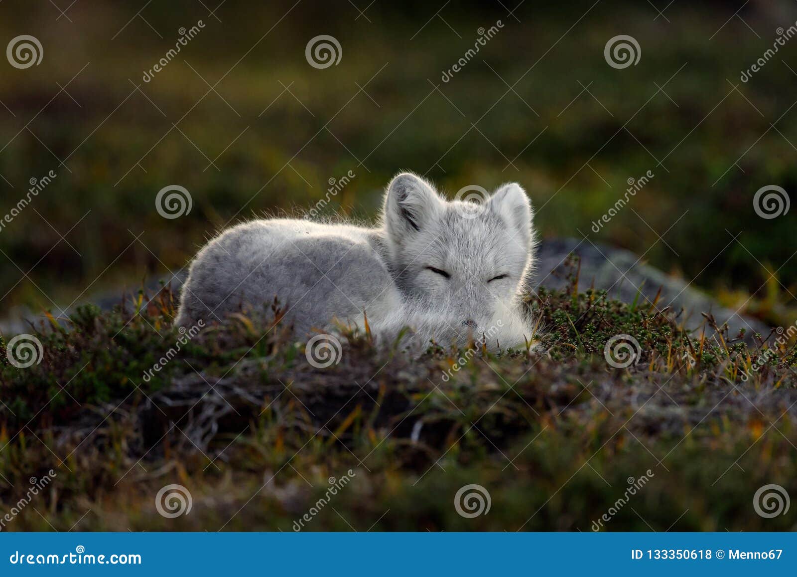 Arctic Fox in a Autumn Landscape Stock Photo - Image of outdoors ...