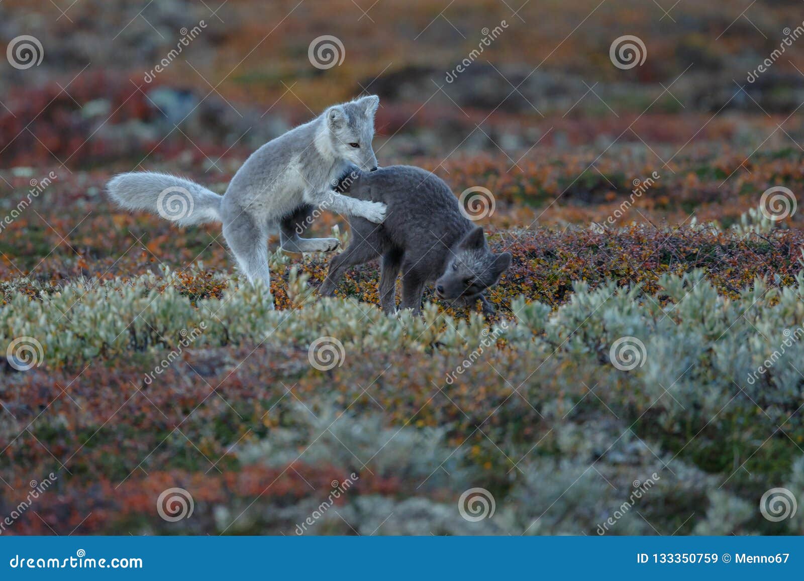 Arctic Fox in a Autumn Landscape Stock Image - Image of fauna ...