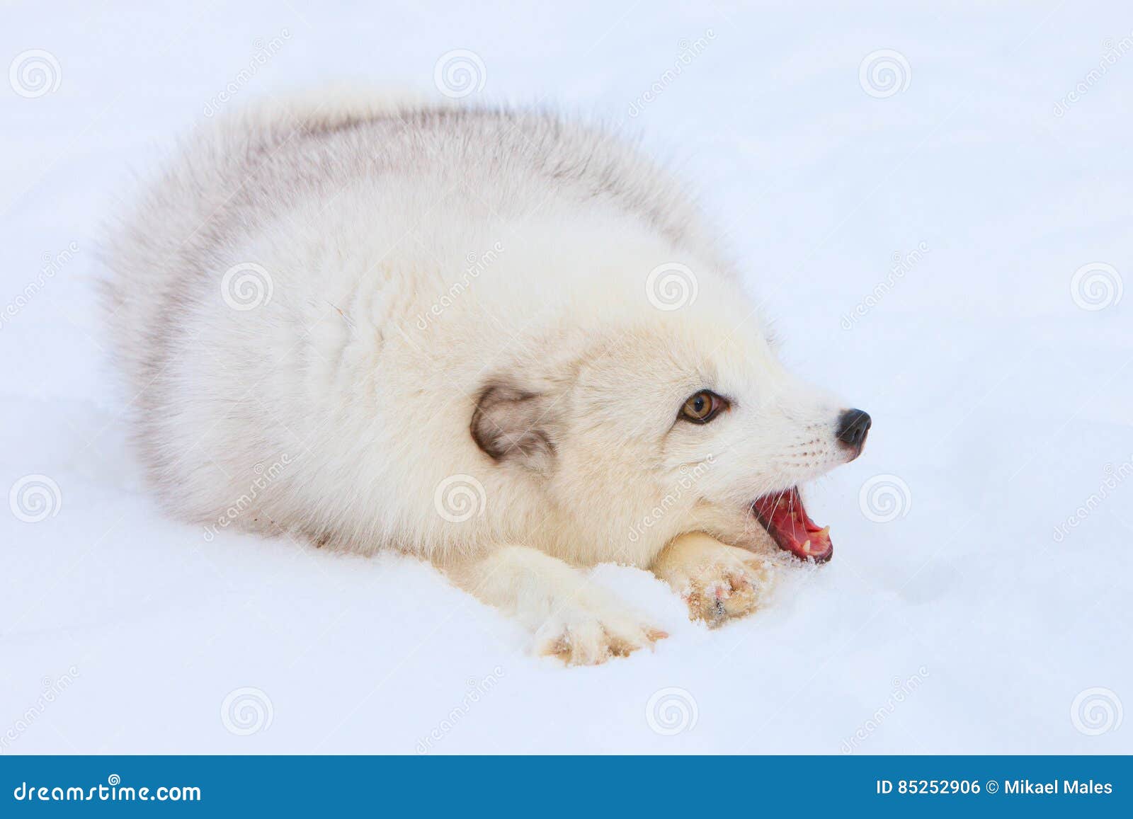 Arctic fox barking stock photo. Image of gaze, creature - 85252906