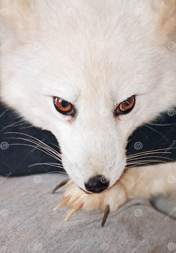 Arctic Fox and claws stock photo. Image of captive, critter - 2387108