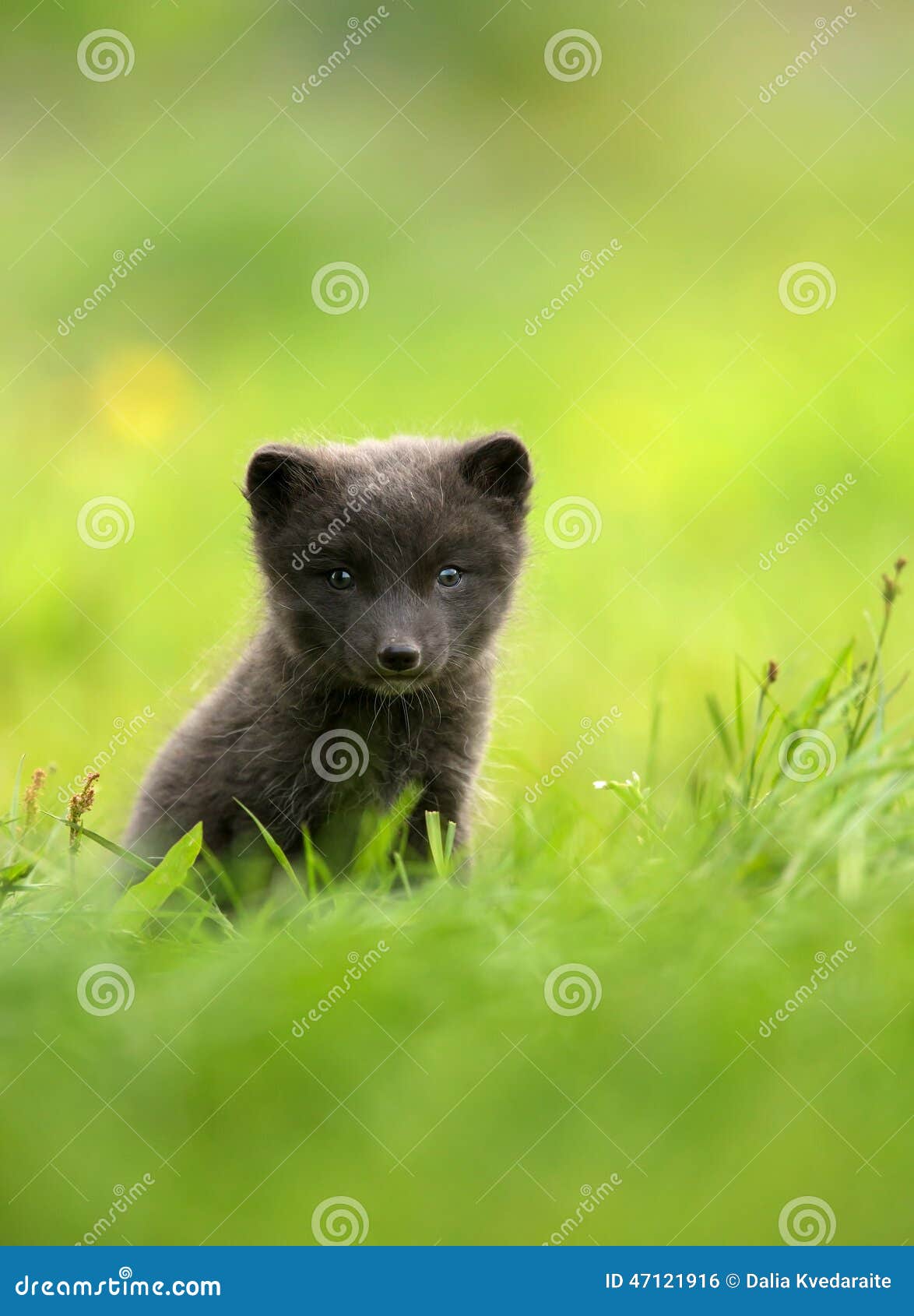 Arctic Fox cub stock photo. Image of isolated, animal - 47121916