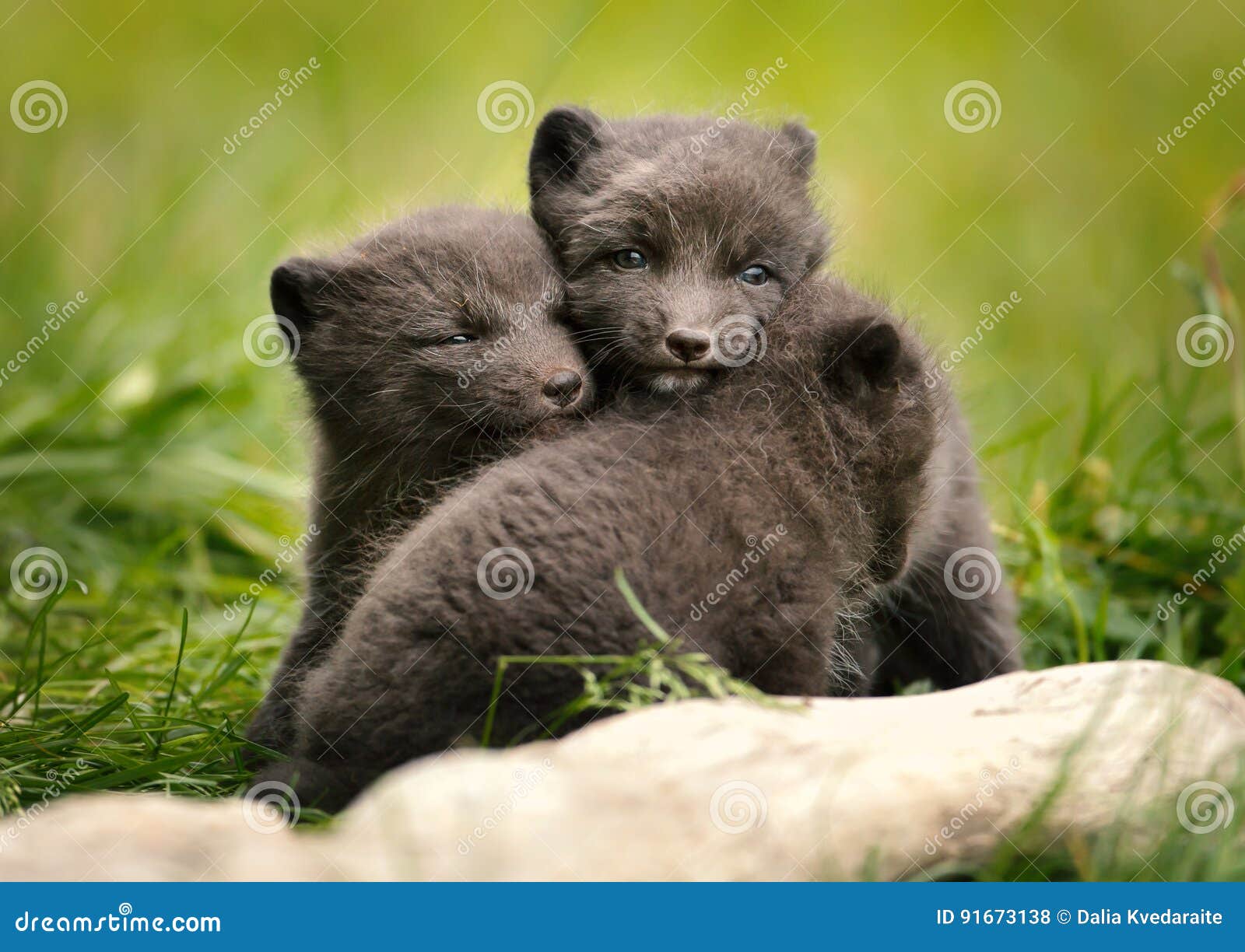 Arctic fox cubs playing stock photo. Image of nest, blue - 91673138