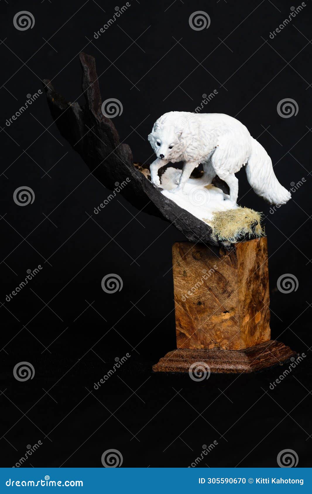 Arctic Fox in the dark stock photo. Image of black, wolf - 305590670