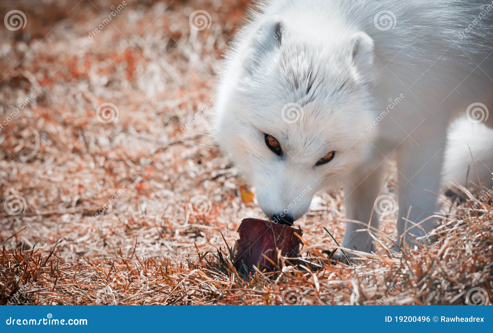 Arctic Fox eating stock photo. Image of eating, colors - 19200496